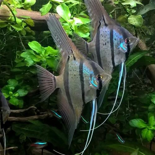 Jual ikan manfish altum/angel fish/ikan hias aquascape - Kota Bekasi ...