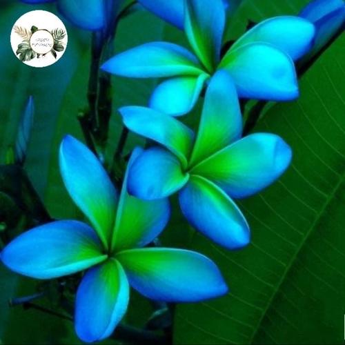 Jual Tanaman Hias Kamboja Bali Ukuran 1,5 meter Blue Green/Tanaman Hias ...