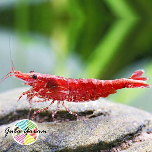 Jual Udang Hias Red Cherry Hiasan Aquarium Ikan Aquascape dan Tanaman ...