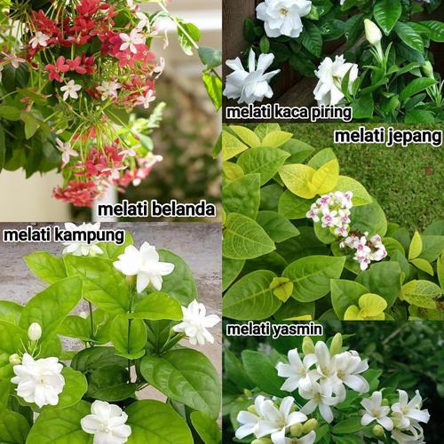 Jual TANAMAN HIAS MELATI - MELATI WANGI - MELATI BUNGA TUMPUK - kaca ...