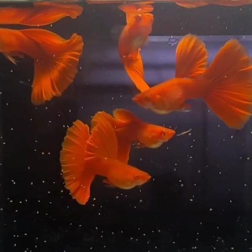 Jual guppy albino full red-AFR ikan hias - Kota Bekasi - nandatropical | Tokopedia
