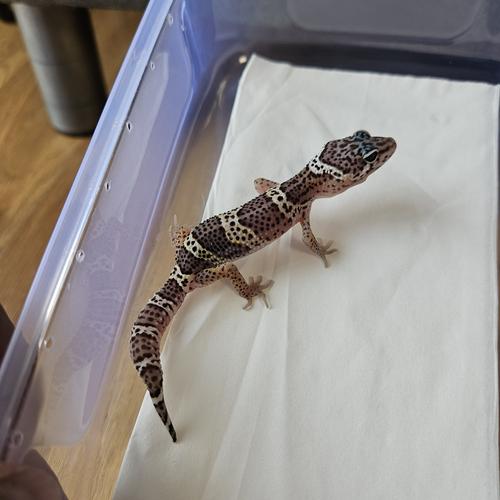 Promo [LC118] (Betina) Gecko Mack Snow Black Night het Tremper ph MP ...