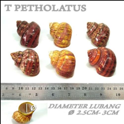 Promo Promo cangkang shell kelomang keong umang hermid crab - 2.5CM ...