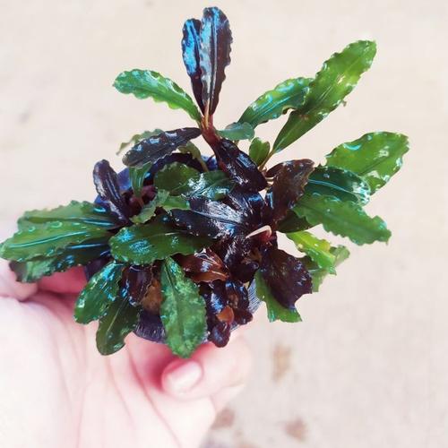 Jual bucephalandra buce/tanaman air aquascape - Kota Bekasi ...