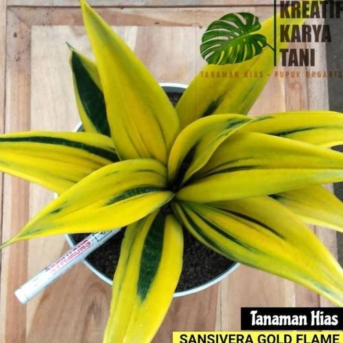 Jual NEW Tanaman hias sansivera gold flame - Sansivera golden flame ...
