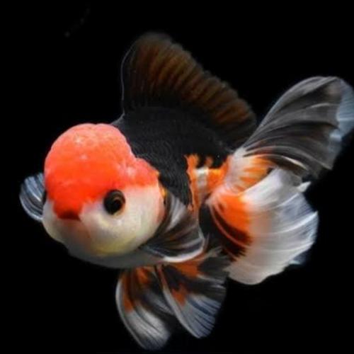 Jual Ikan koki panda tricolor anakan kecil bibit berkualitas hias ...