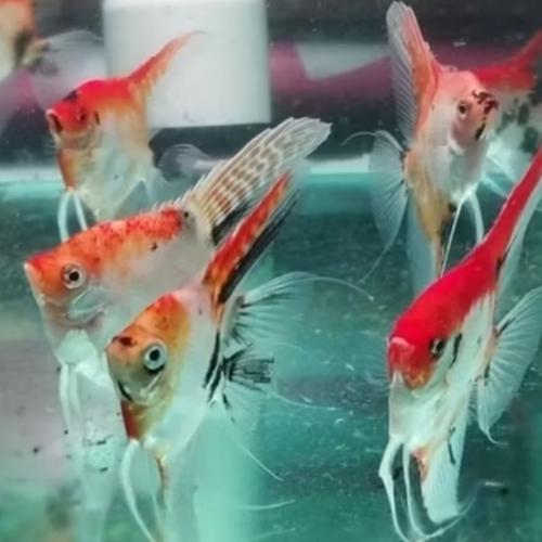 Jual IKAN HIAS LAYANG / MANFISH RED DEVIL 5,5-6CM - Kota Medan ...