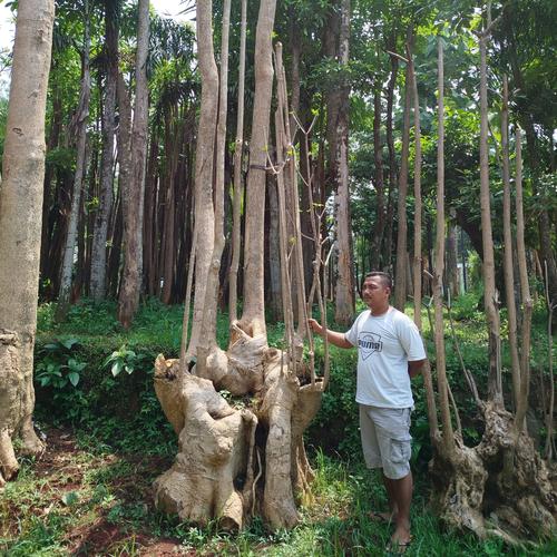 Jual Pohon pule fosil /Pohon Pule fosil Murah berkarakter - Kab. Bogor ...