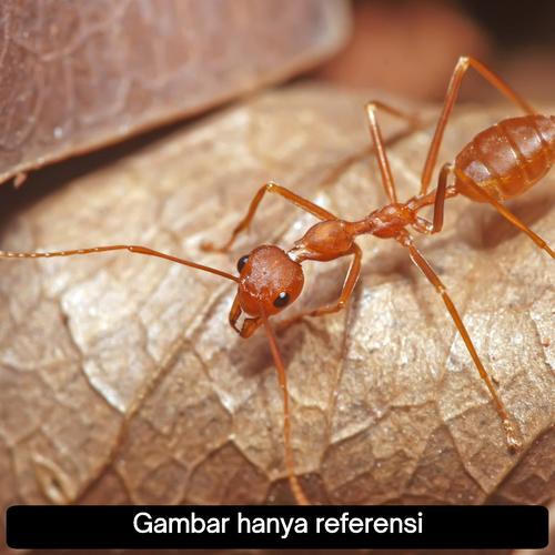 Promo Ratu semut rangrang/weaver ant queen/ratu semut fertil/ratu semut ...