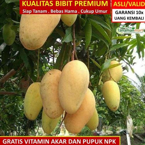 Jual NEW Bibit Mangga Chokanan asli bergaransi, pohon mangga cokanan ...