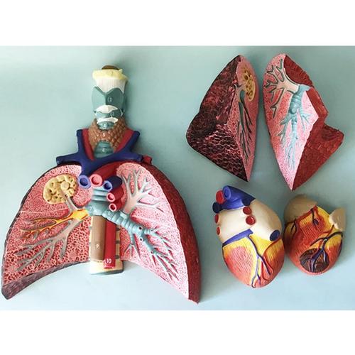 Promo Model Anatomi Sistem Pernapasan Model pengajaran terbuat dari ...