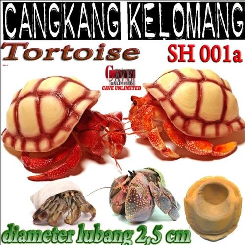 Promo SH001A CANGKANG KOSONG KELOMANG UMANG KEONG HERMIT CRAB SHELL ...