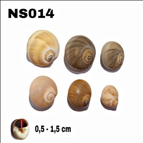 Jual NS014 cangkang shell rumah kelomang keong umang kumang natural ...
