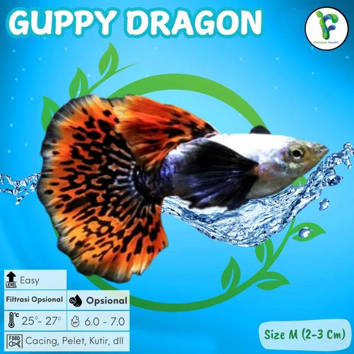 Jual Ikan Guppy Dragon Jantan Betina - Ikan Hias Air Tawar Aquascape ...