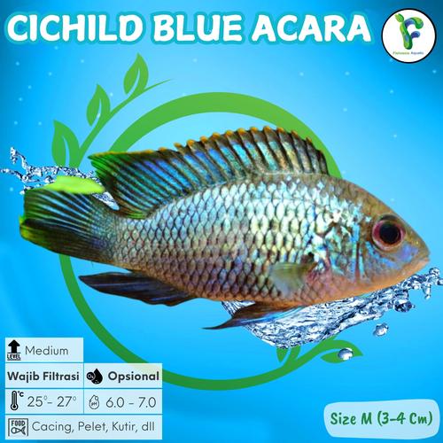 Jual Ikan Blue Acara Cichild / Blue Akara Cichild Cichlid Cichla Siklid ...