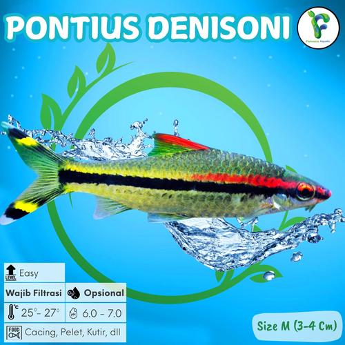 Jual Ikan Puntius Pontius Denisoni Denisoni / Red Line Torpedo - Ikan ...
