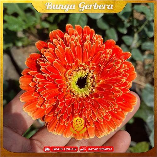Jual Tanaman Import Bunga Gerbera Dewasa - Bunga Hebras - Ungu - Kab ...