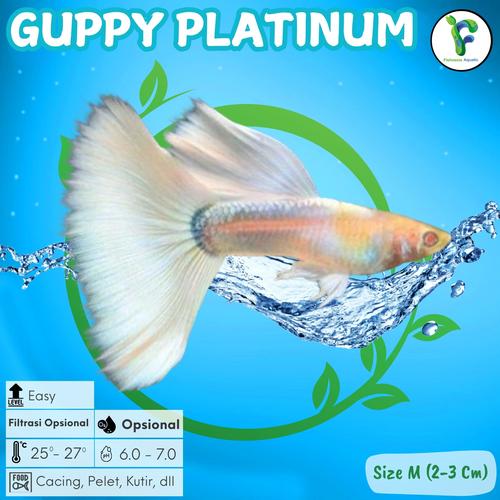 Jual IKAN GUPPY PLATINUM / GUPPY SNOWHITE - IKAN HIAS AIR TAWAR AQUASCAPE - Betina - Jakarta ...