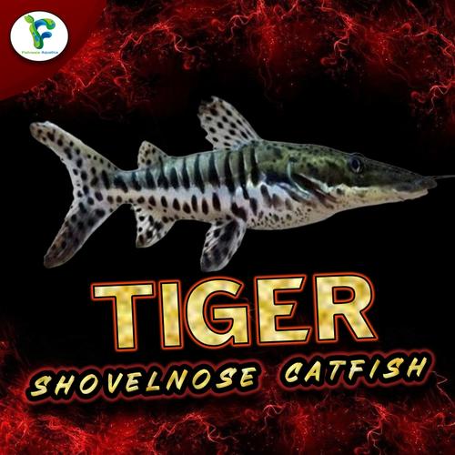Jual Ikan TSN Tiger Shovelnose Catfish - Ikan Predator Air Tawar ...