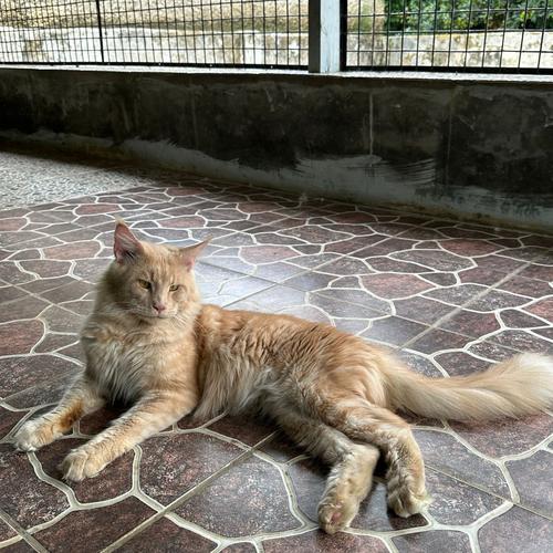 Jual kucing mainecoon ped cfa jantan bersertifikat - Kota Tangerang ...