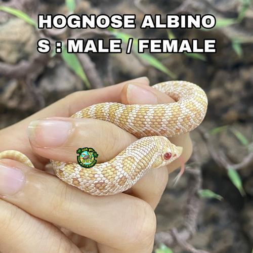 Jual WESTERN HOGNOSE SNAKE / HETERODON NASICUS / COLUBRID SNAKE / ULAR ...