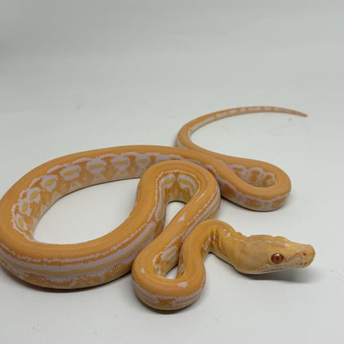 Jual retic albino tiger whitephase het gs - Kab. Bandung - INDEXAN ...