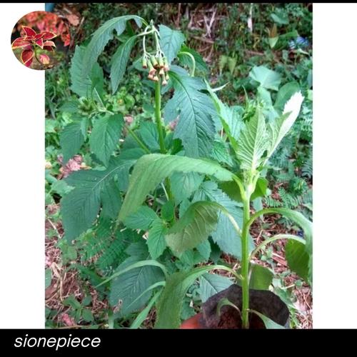 Jual Tanaman Pohon Sintrong Daun Lebat Dan Berakar - Jakarta Pusat ...