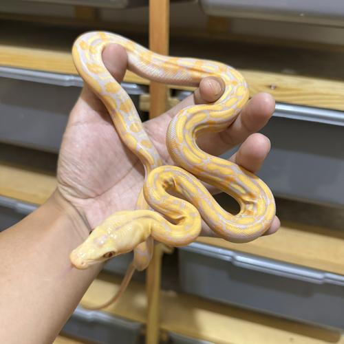 Jual retic albino tiger lavender classic pattern - Kab. Bandung ...