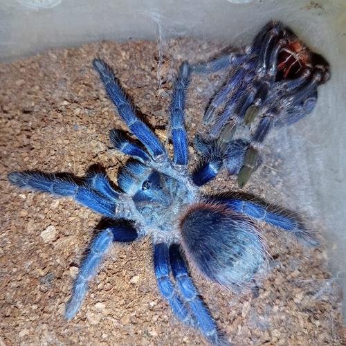 Jual Pterinopelma Sazimai (Brazilian Blue Tarantula) - Kota Banjarbaru ...