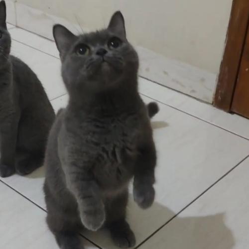 Jual kucing British muchkin abu solid lucu - Kota Surakarta ...
