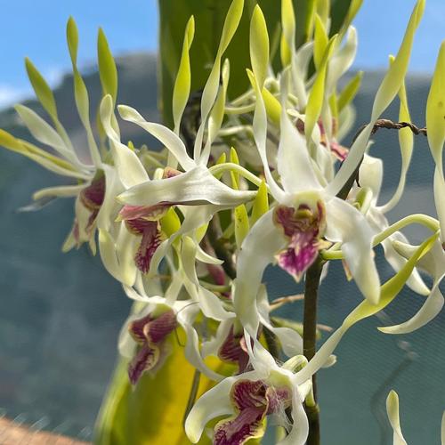Jual Bunga anggrek dendrobium Elizabeth Anna - Kab. Lampung Tengah ...
