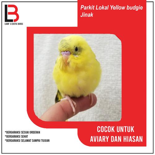Jual Burung Parrot Parkit jinak warna Kuning - Jakarta Timur - Liam' s ...