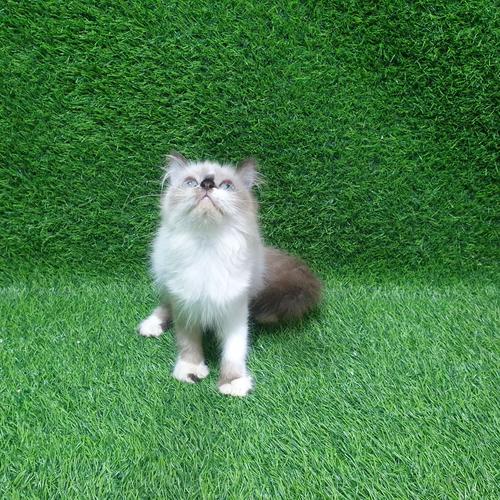 Jual kitten ragdoll Jual anak kucing ragdoll - Jakarta Timur - HAMSBEAR ...