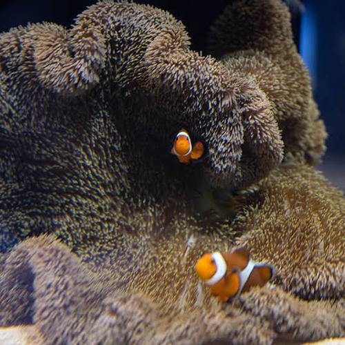 Jual anemon karpet putih hijau carpet anemone rumah nemo housing air ...