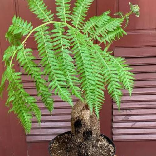 Jual Tanaman Pakis Ekor Monyet - Kab. Bogor - dyas farm garden | Tokopedia