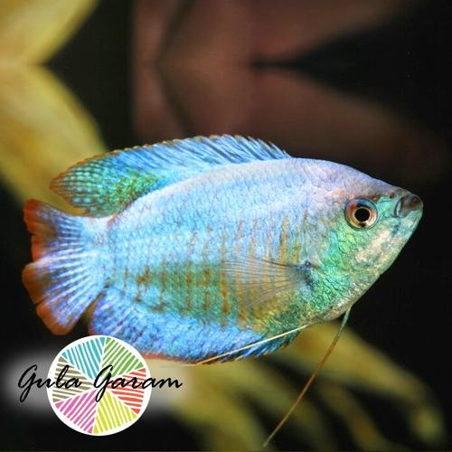 Jual Paket Koloni (isi 10) Sepat Lalius Ikan Hias Dwarf Gourami Air ...