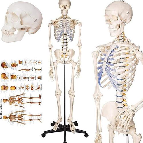 Jual Best 70.8 LifeSize Human Skeleton Model Including Anatomical ...