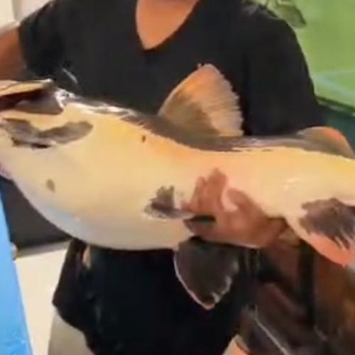 Jual ikan red tail catfish RTC jumbo 90cm - Jakarta Timur ...