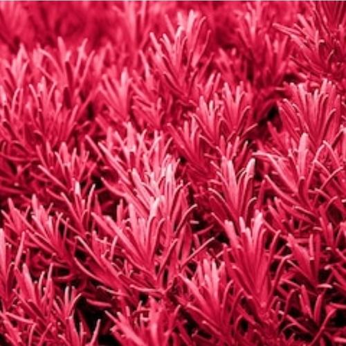Jual tanaman air rotala blood red sg - Jakarta Barat - Crystal Discus ...