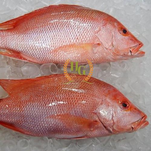 Jual Ikan Kakap Merah / Red Snapper BERKUALITAS Utuh Ikan Kakap Utuh ...