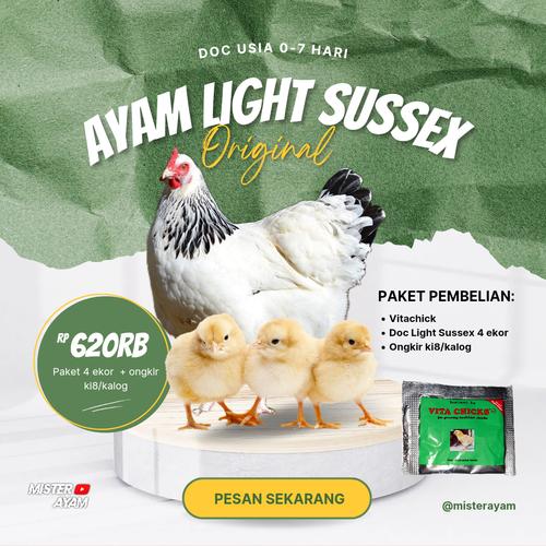 Jual DOC AYAM LIGHT SUSSEX ISI 4 - Kab. Karawang - Mister Ayam Karawang | Tokopedia