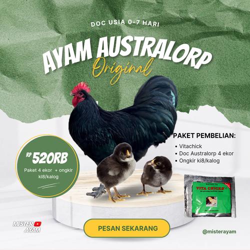 Jual DOC AUSTRALORP ORI ISI 4 EKR - Kab. Karawang - Mister Ayam Karawang | Tokopedia