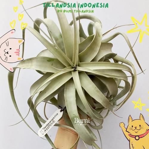 Jual Tersedia Tillandsia Xerographica - Air Plants Tanaman Udara ...