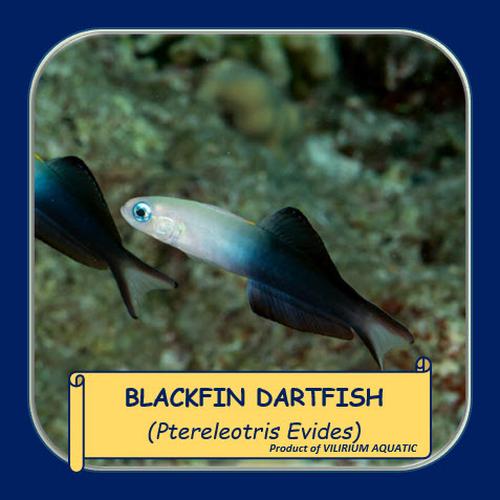 Jual IKAN HIAS AIR LAUT - DARTFISH GOBY / BLACKFIN DARTFISH ...