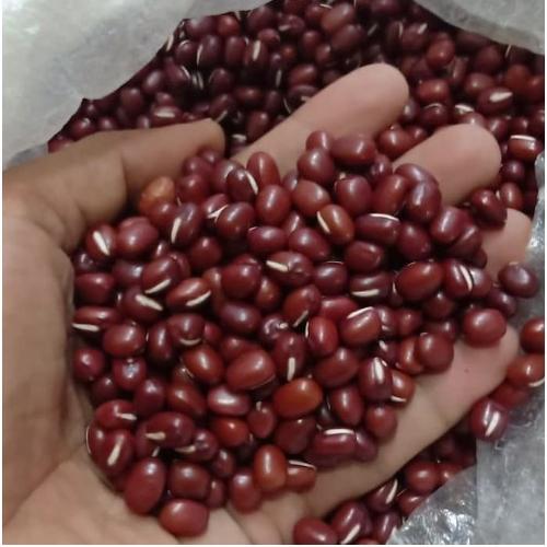 Jual SGS Kacang Merah Kecil Import 1 kg / kacang azkusi impor kacang ...