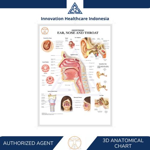 Promo 3D Anatomical Chart Ear, Nose and Throat - Poster Edukasi Anatomi ...