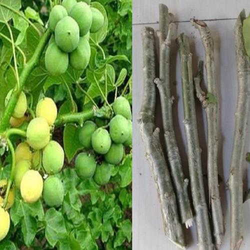 Jual Stek Batang Pohon Jarak Pagar 2pcs - Kota Batu - omahbibit.id ...