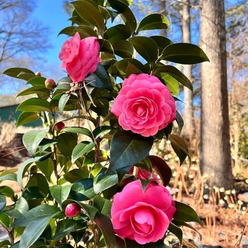 Jual Tanaman Bunga Camelia Jepang (BESAR) / Camellia Japonica / Bunga ...