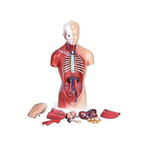 Jual Murah Human Torso Body Model Anatomy Anatomical Medical Internal ...