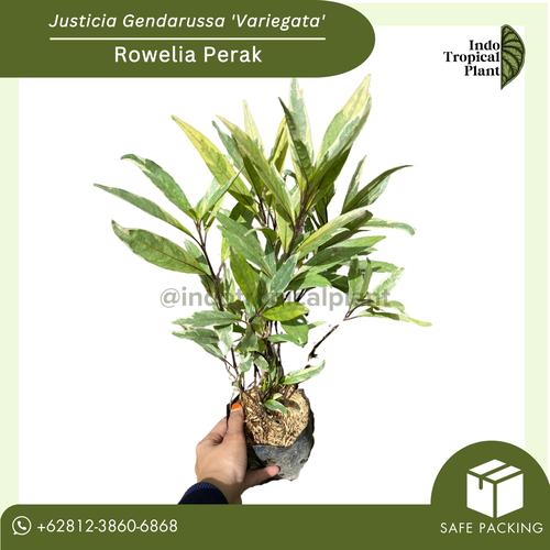 Jual Tanaman Hias Rowelia Perak / Justicia Gendarussa 'Variegata ...